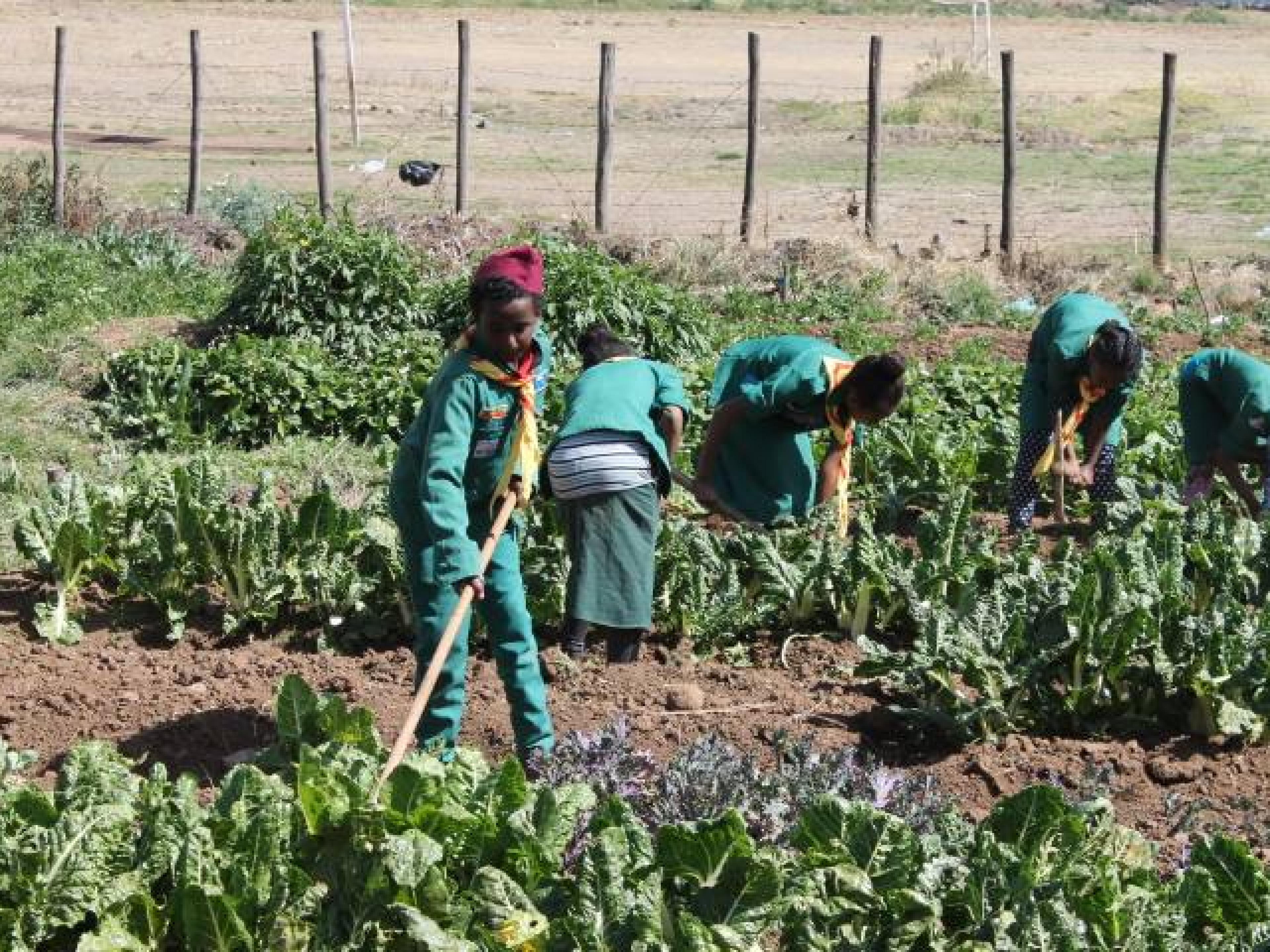 Our Actions, our Future: Call to Combat Poverty and Food Insecurity | WOSM